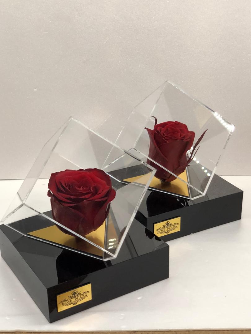 گالری – Rose Plaza